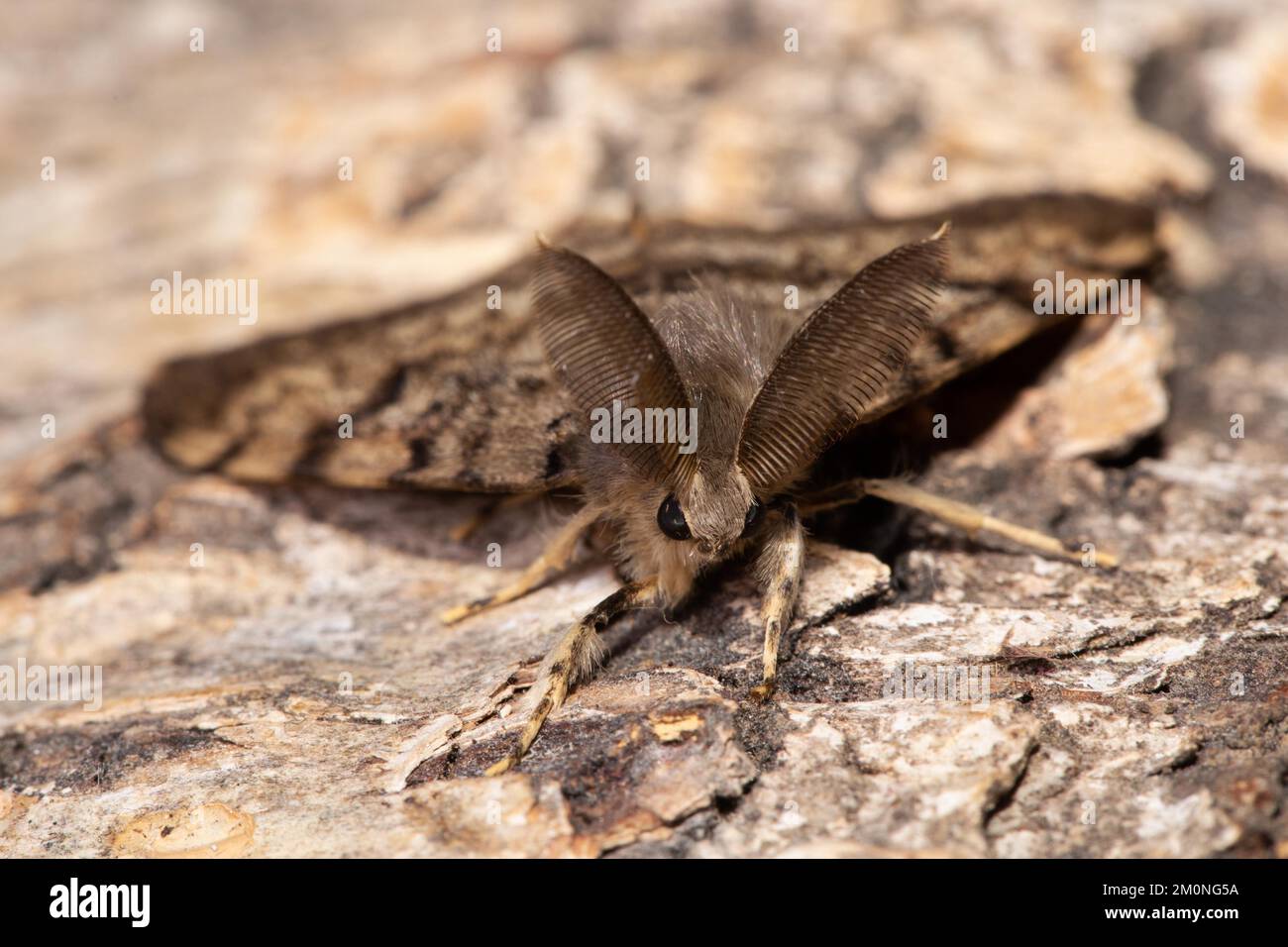 Moth male moth antennae with long crested teeth sitting on tree trunk ...