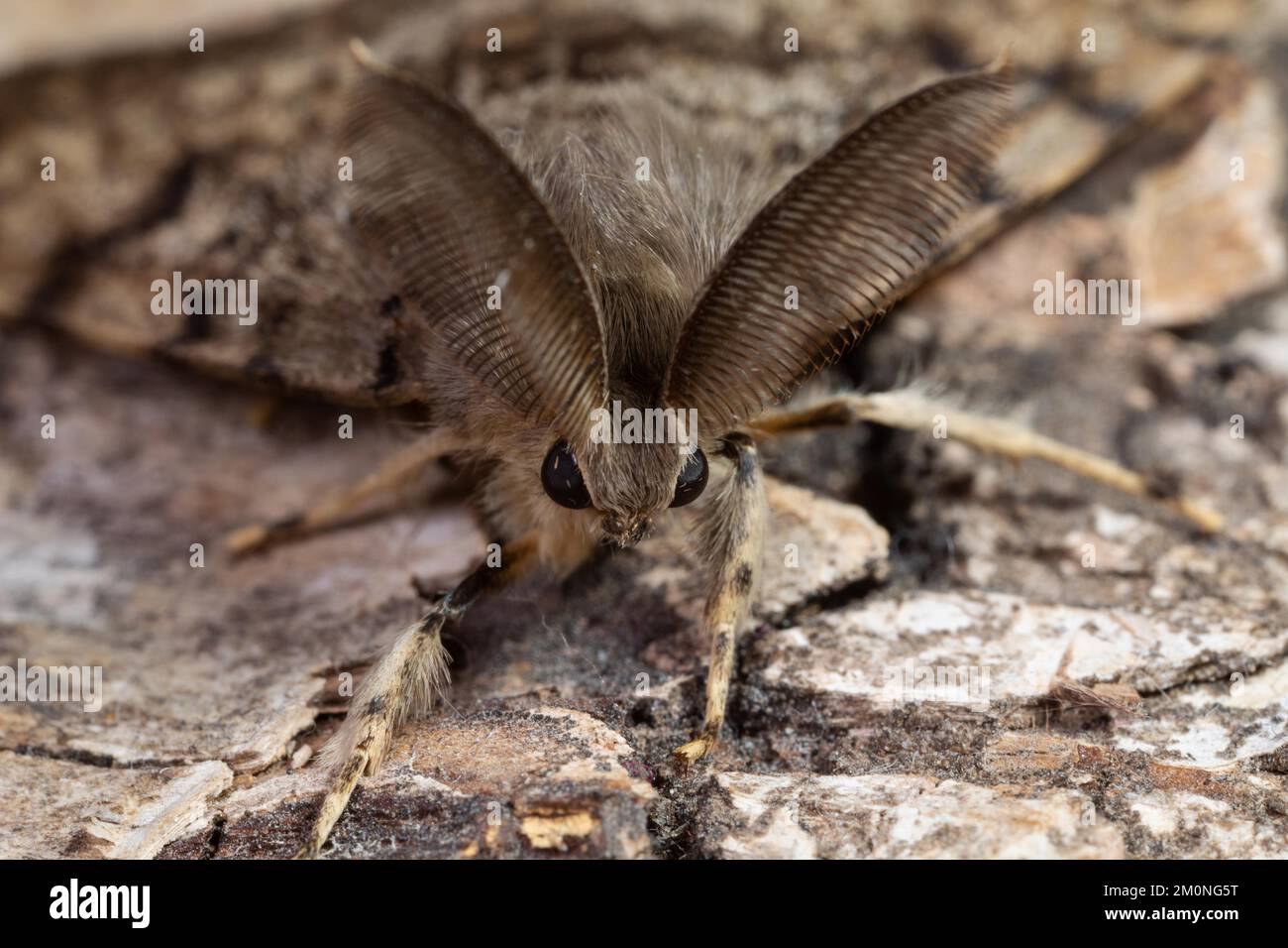 Moth male moth head portrait antennae with long crested teeth on tree ...