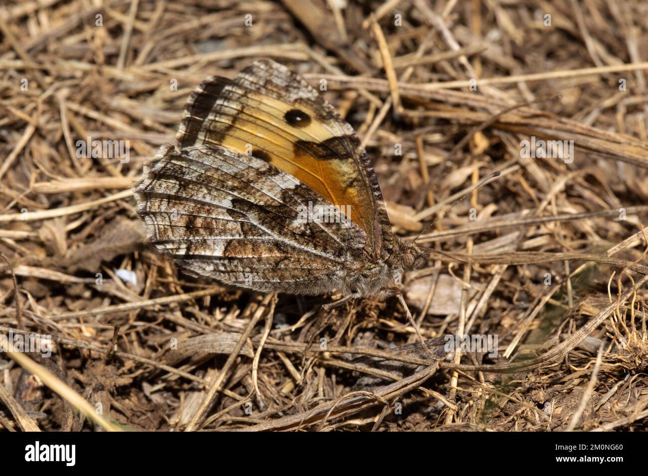 Half open wing hi-res stock photography and images - Alamy