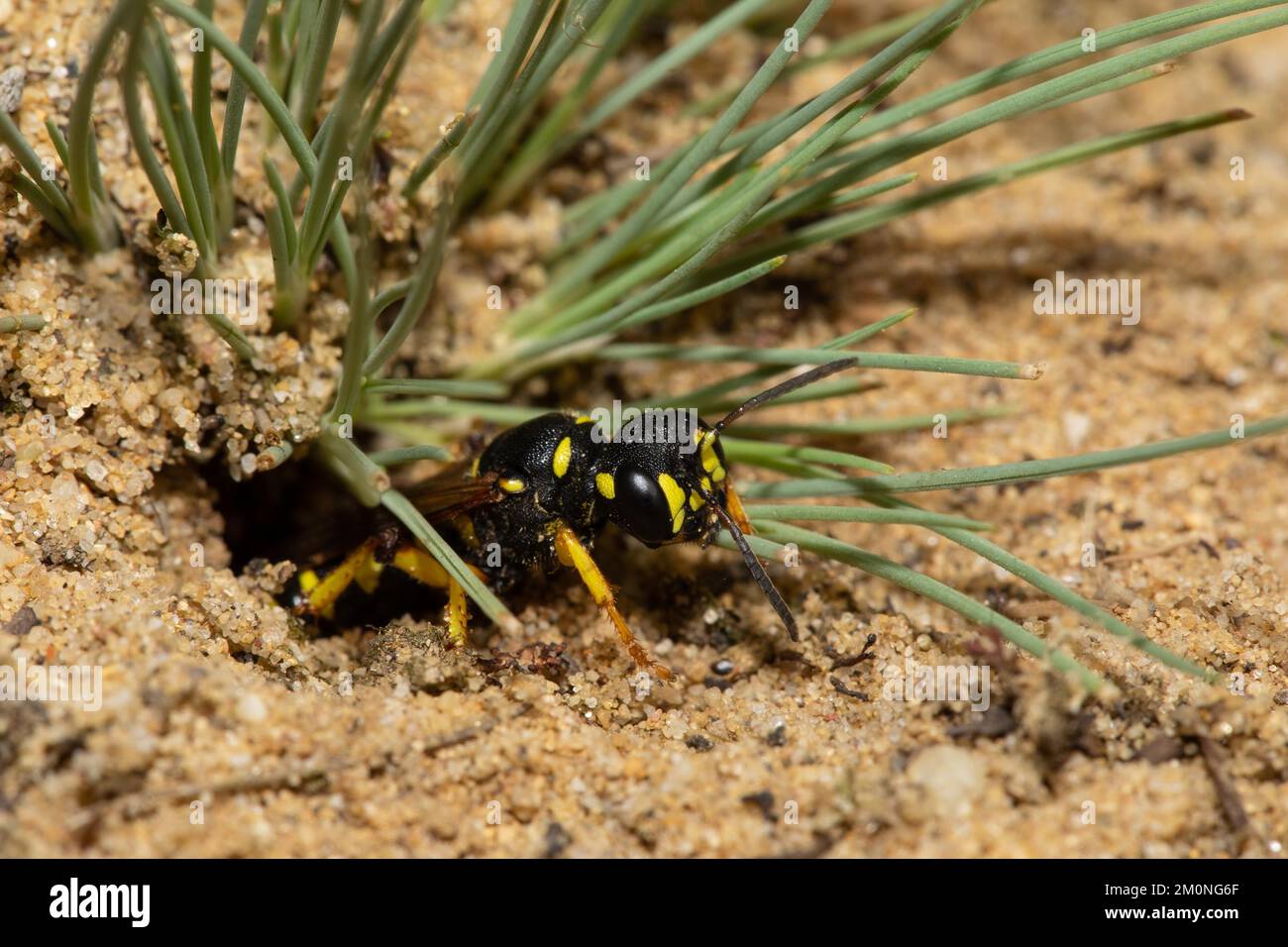 Sand knot wasp sitting in brood hole in sandy soil with pine needles ...