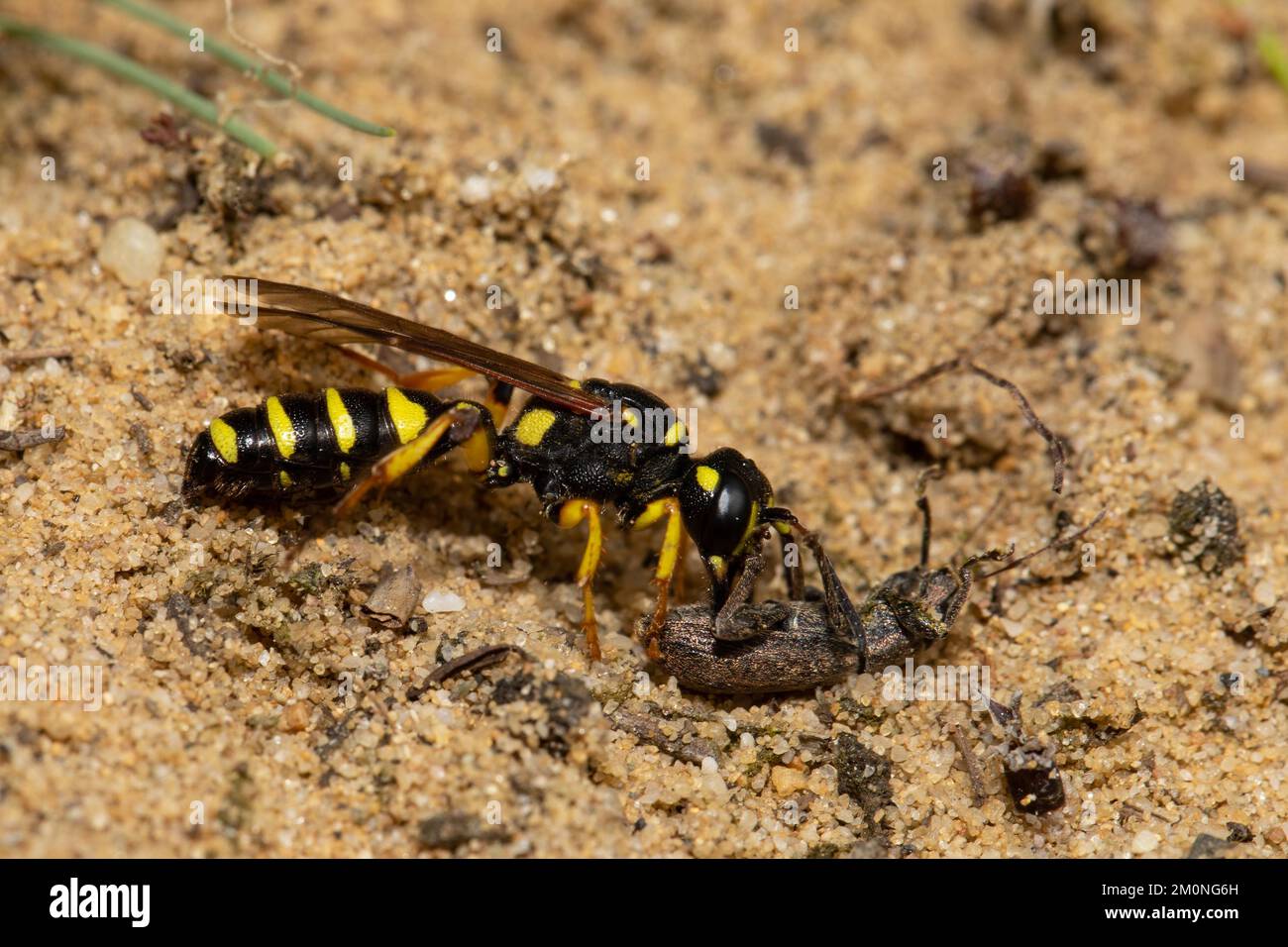 Sand knot wasp with prey sitting on sandy soil seen from right side ...