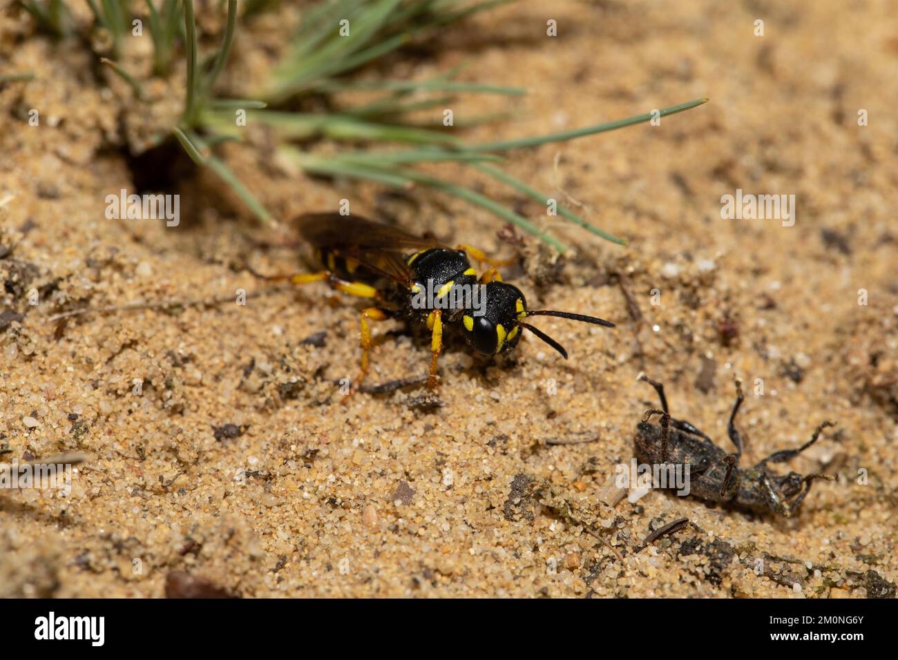 Sand knot wasp with prey sitting on sandy soil in front of brood hole ...