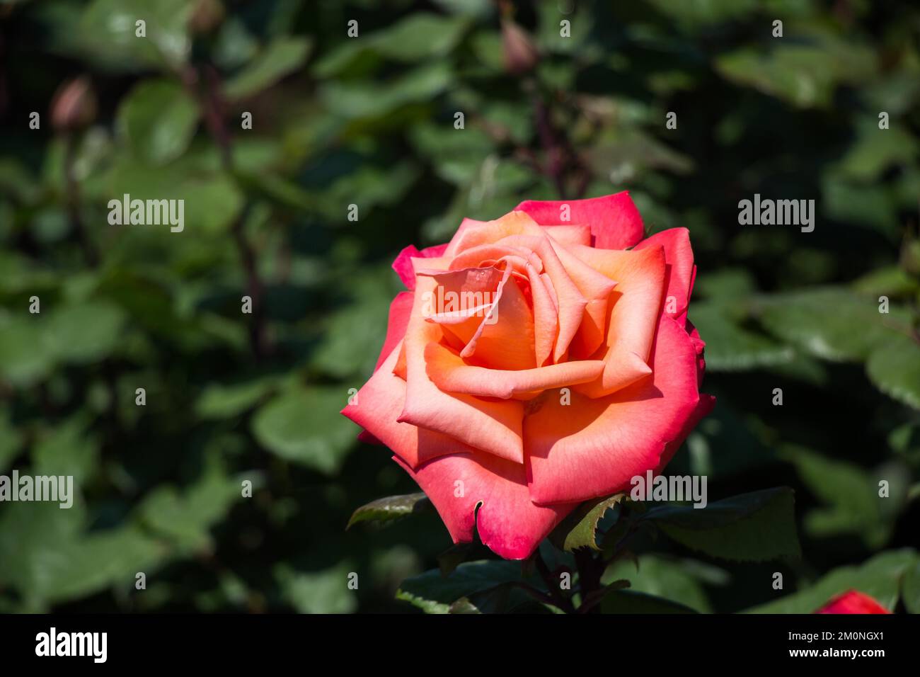 Beautiful colorful Rose Flower on garden background Stock Photo - Alamy