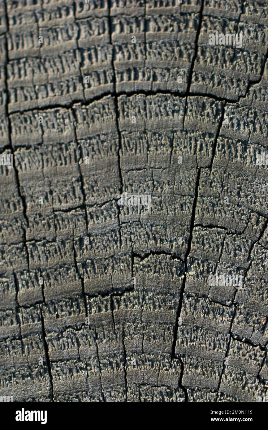 Cut tree stump surface as a background texture Stock Photo - Alamy