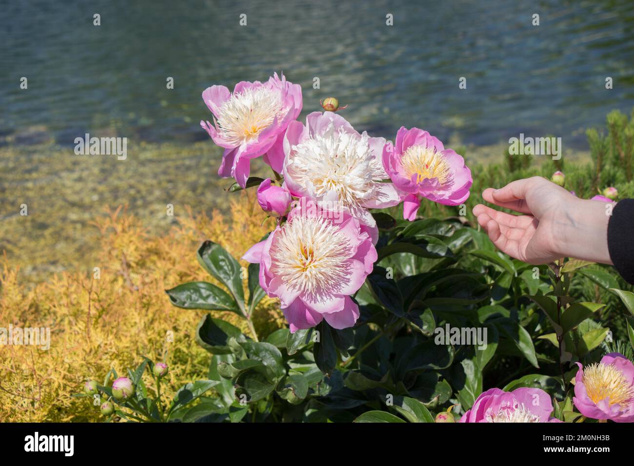 Beautiful colorful natural spring flowers in view Stock Photo - Alamy