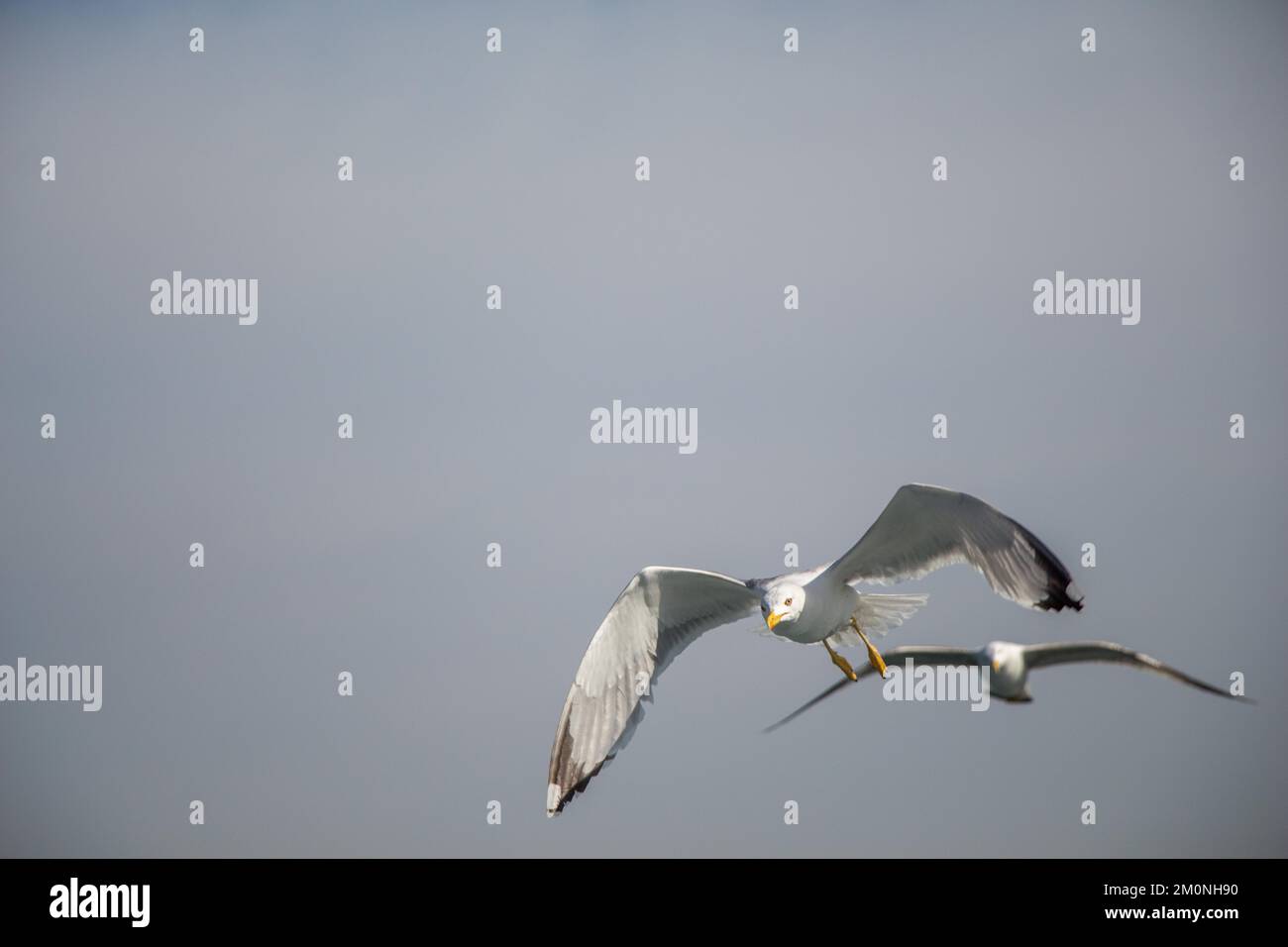 Two seagulls flying in a sky as a background Stock Photo - Alamy