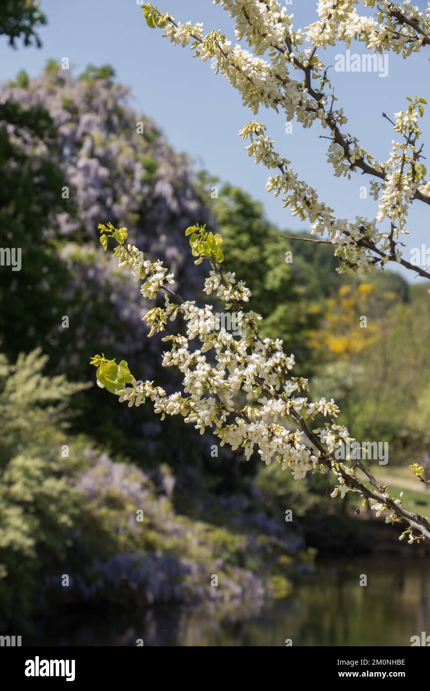 Beautiful colorful natural spring flowers as a nature background Stock ...