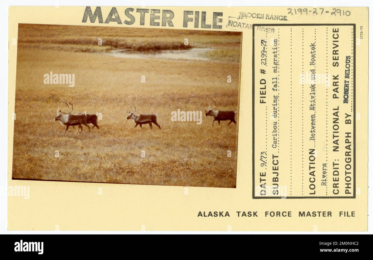Caribou during fall migration. Alaska Task Force Photographs Stock ...
