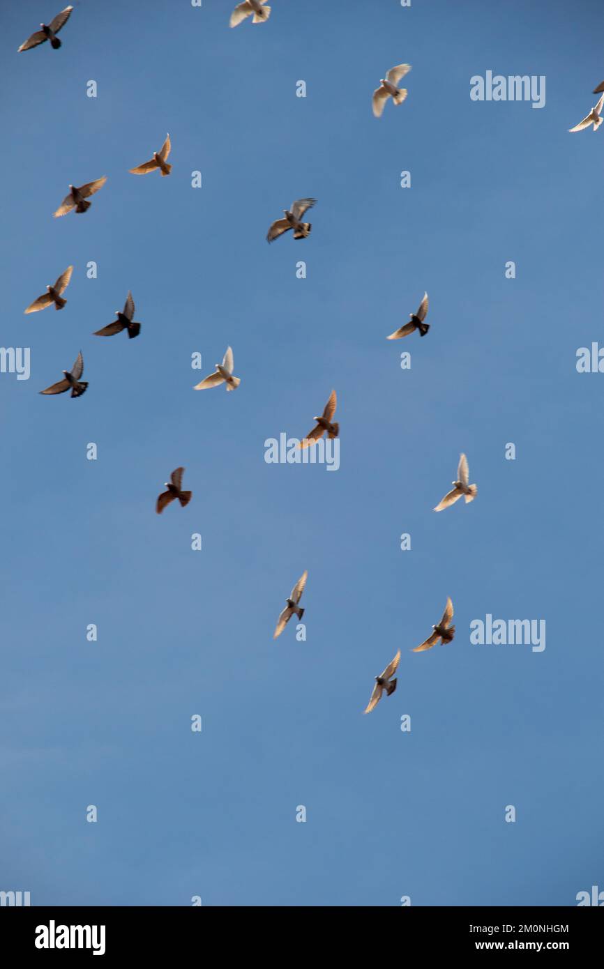 Flock of birds fly in a blue sky Stock Photo - Alamy
