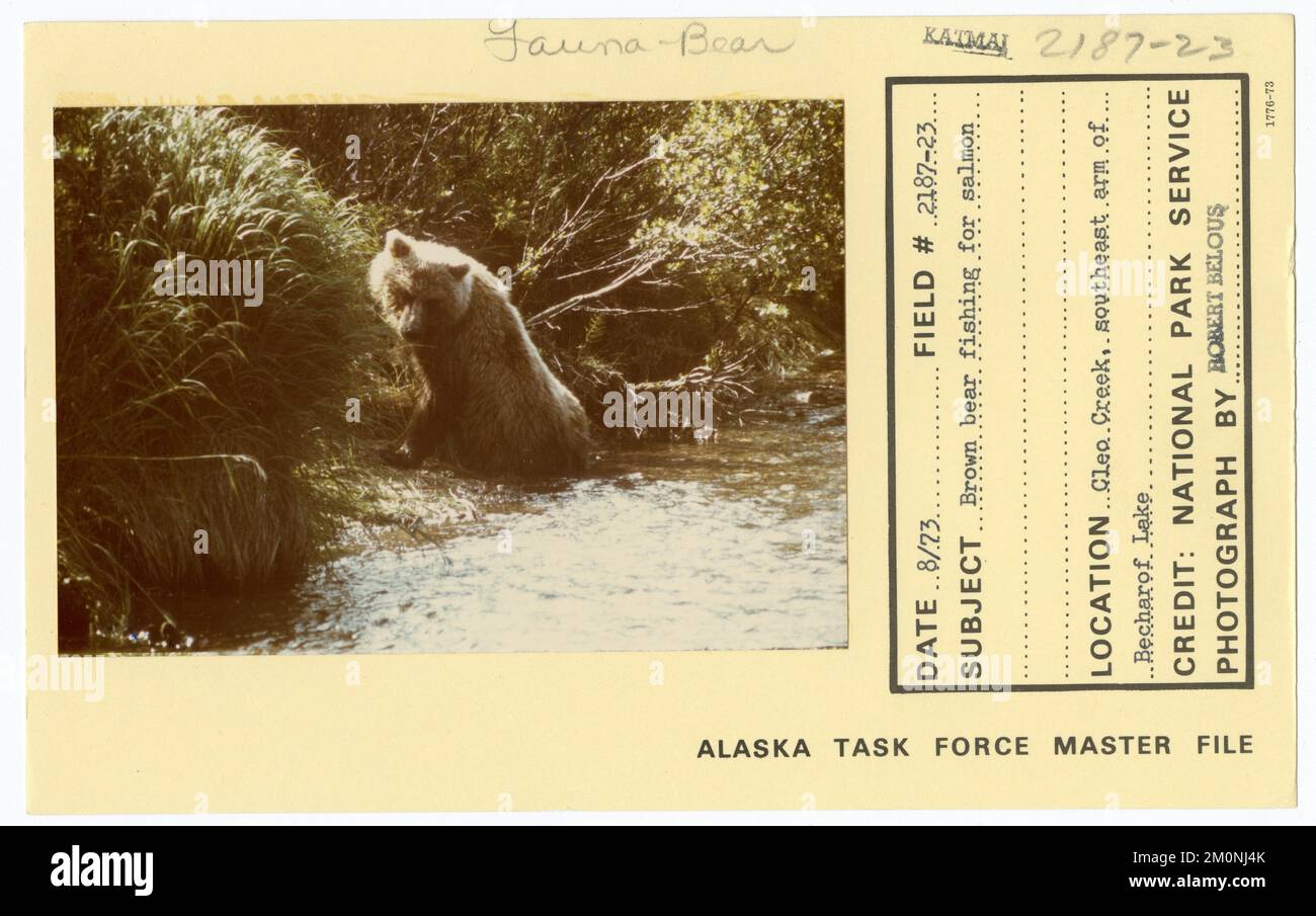 Brown bear fishing salmon. Alaska Task Force Photographs Stock Photo ...