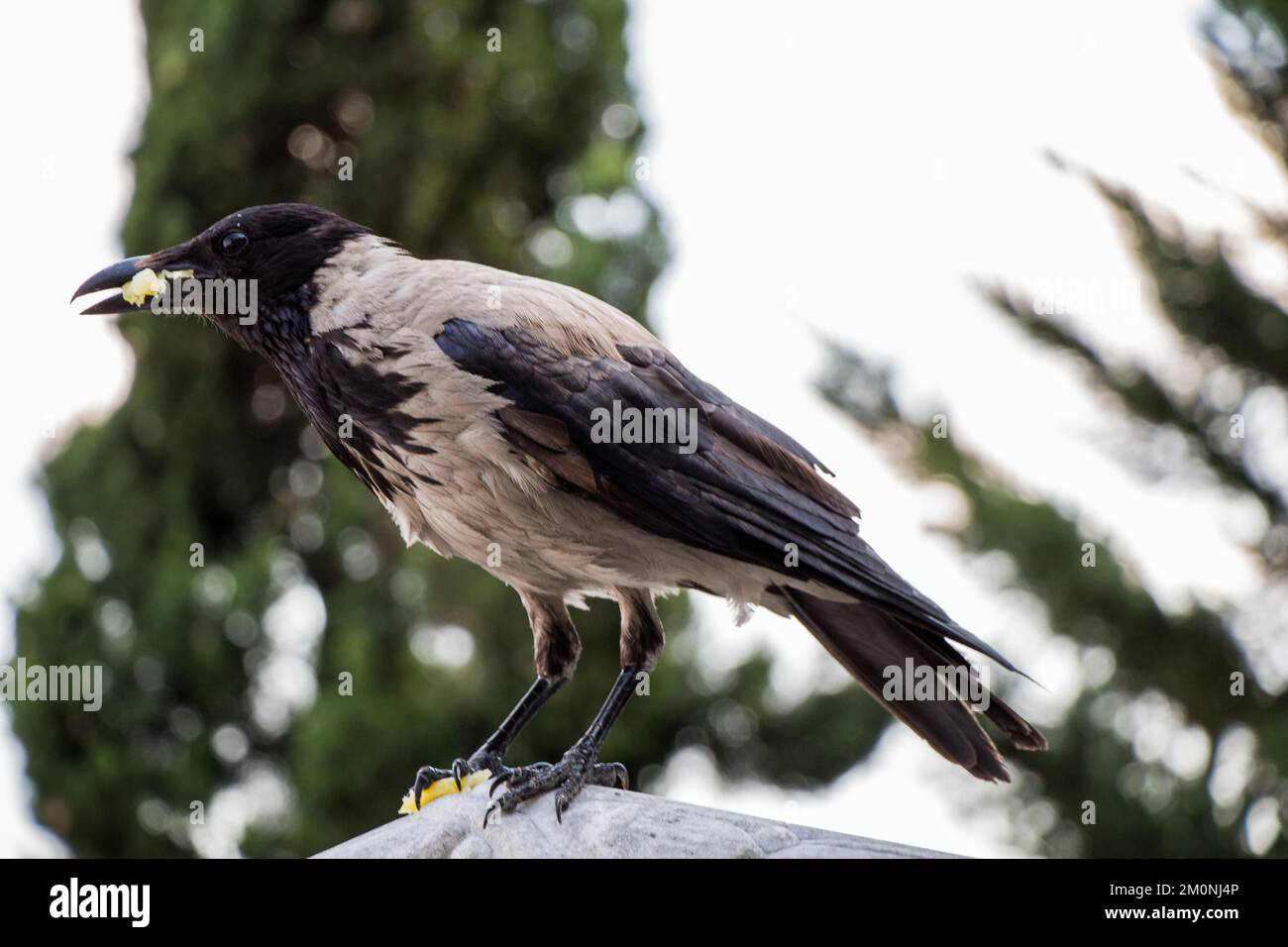 Species of crow hi-res stock photography and images - Alamy