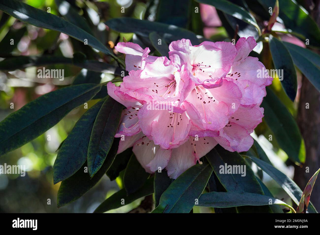 Rhododendron, close-up of pink flower, Botanic Garden, Dublin, Ireland ...