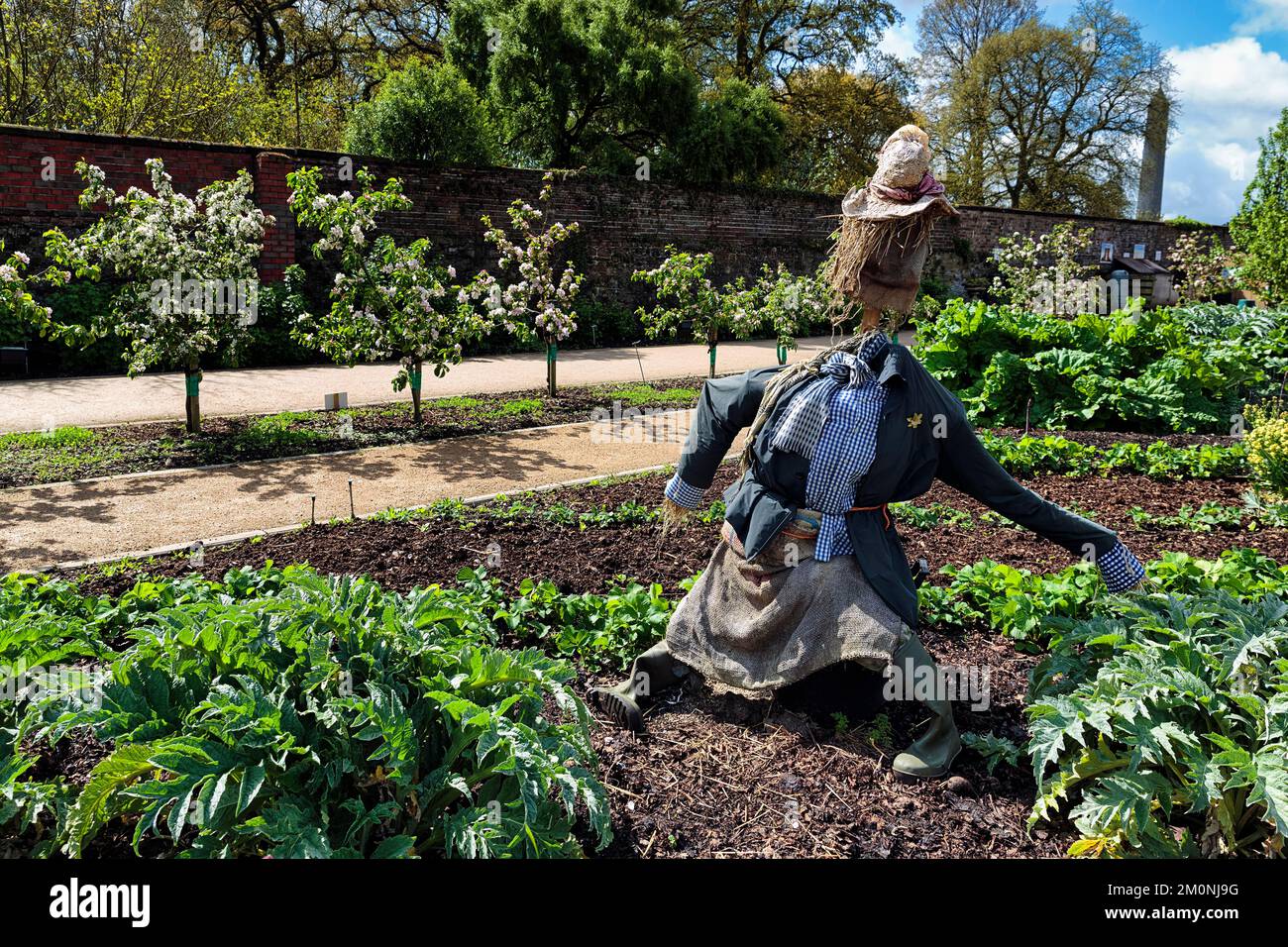 Scarecrow in a bed, Botanical Gardens, Dublin, Ireland, Europe Stock ...