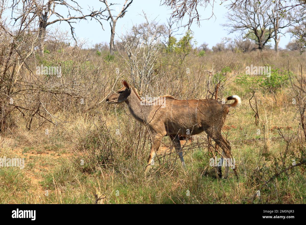 Nyala female (Tragelaphus angasii), Kruger National Park, south Africa ...