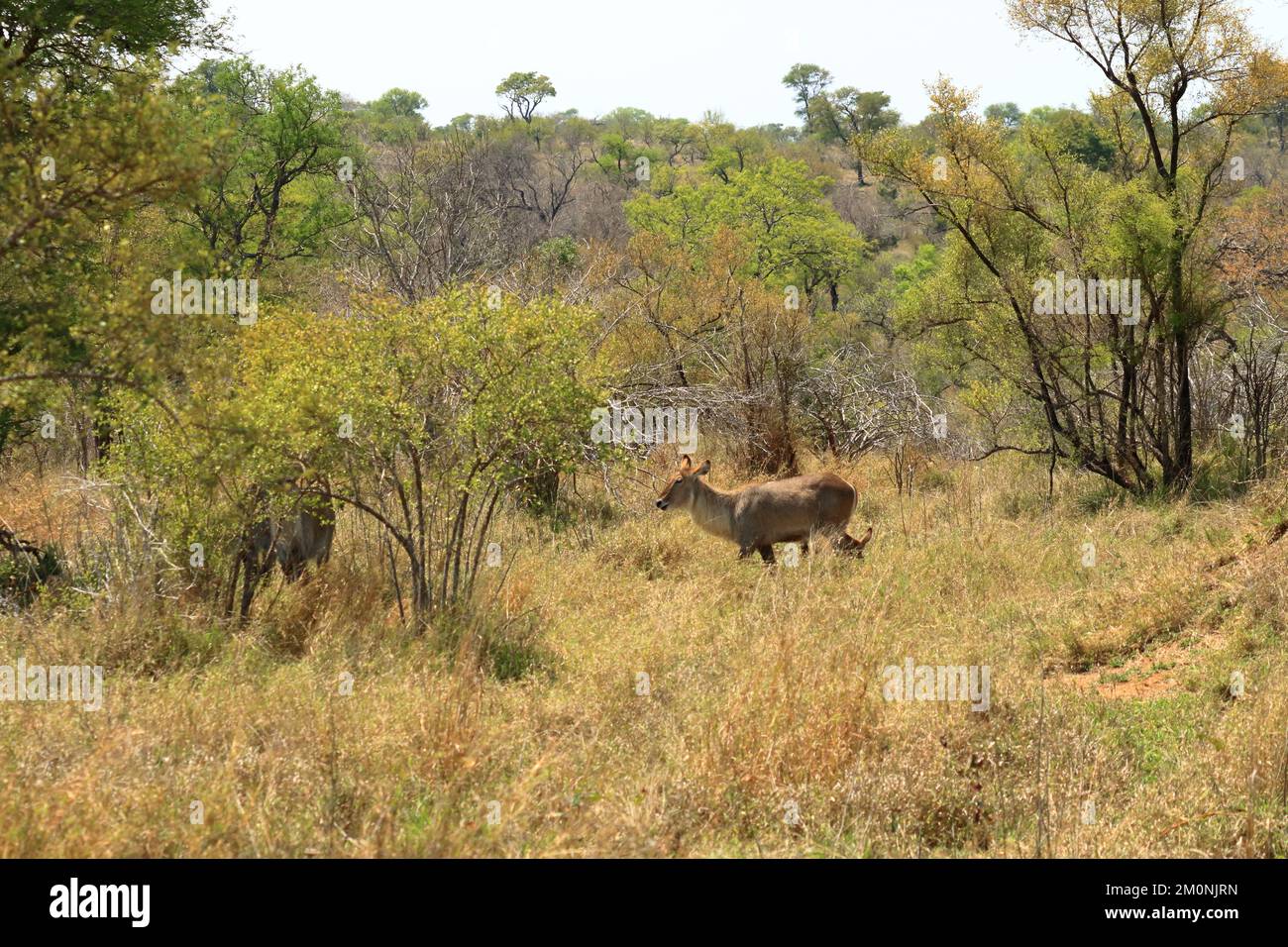 waterbuck in the vegetation of the veld in the Kruger Park in South ...