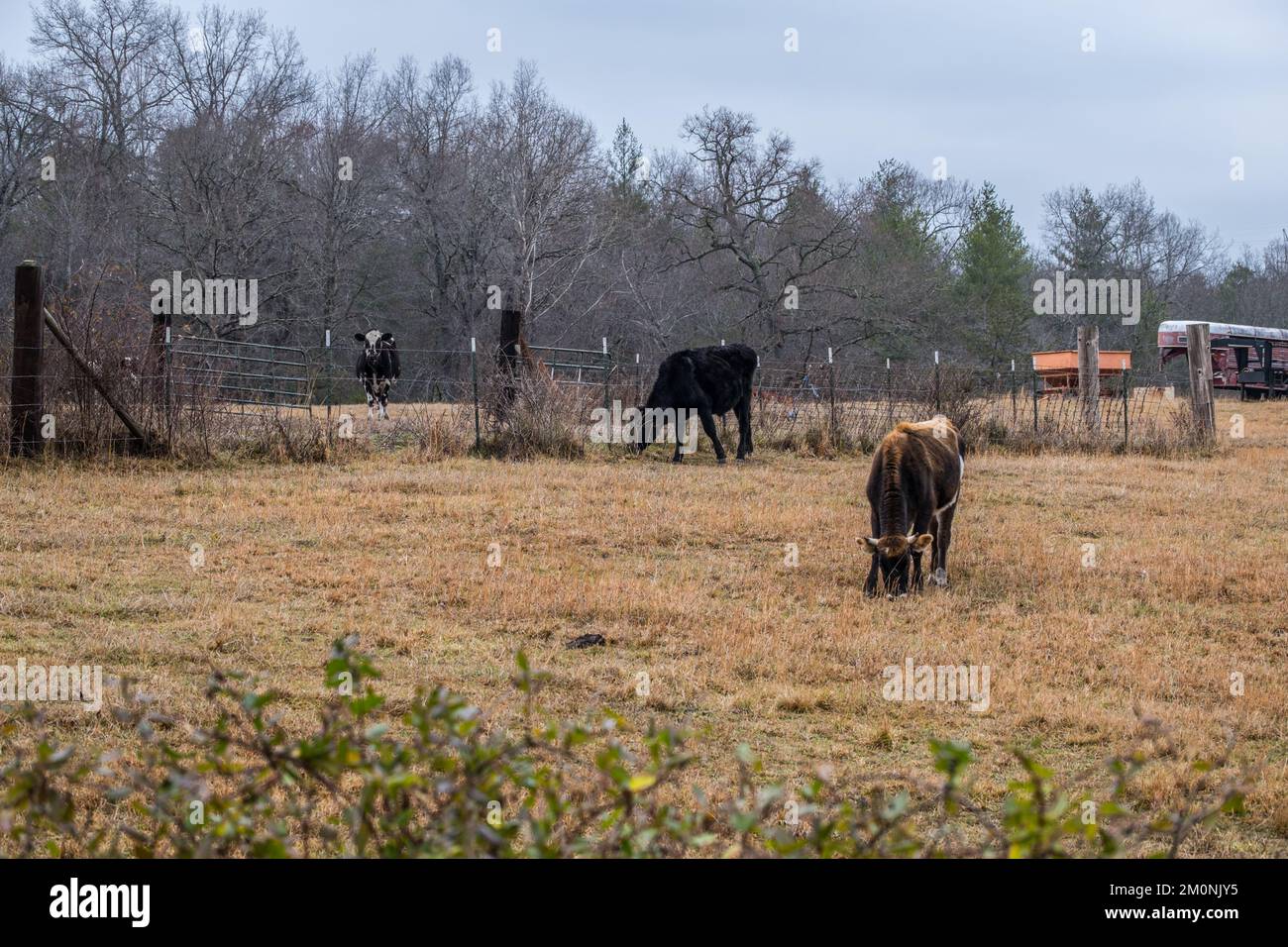 A few mixed full size cows some with horns quietly grazing in the field ...