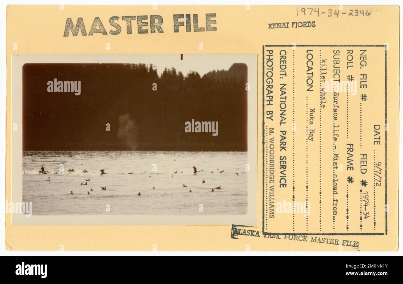 Surface life - mist cloud from killer whale. Alaska Task Force ...