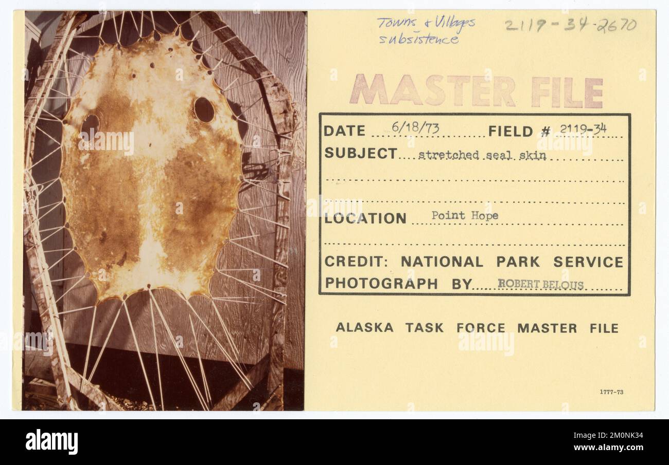 Stretched seal skin. Alaska Task Force Photographs Stock Photo - Alamy
