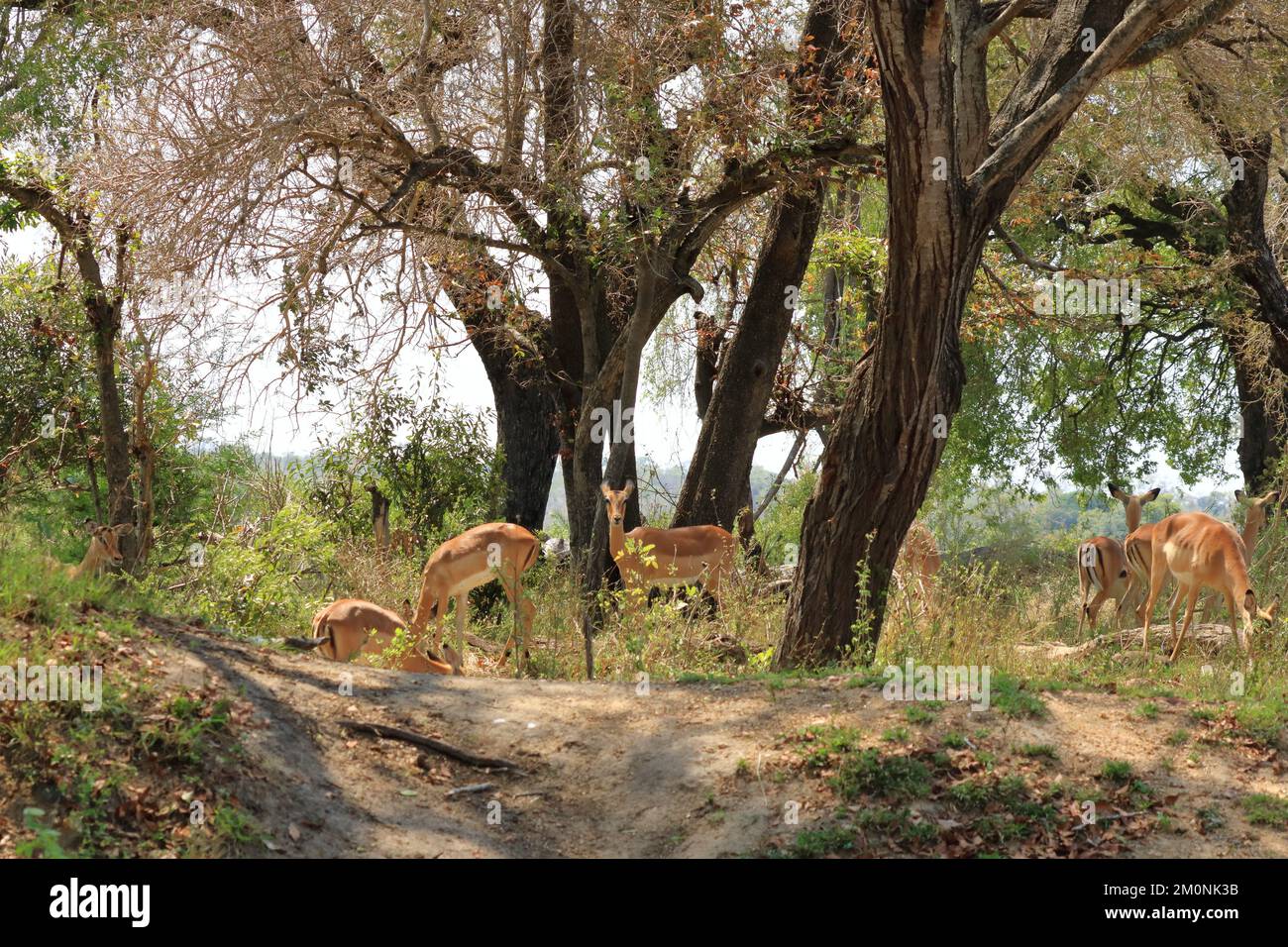 Herd of Impala in Kruger National Park, South Africa Stock Photo - Alamy