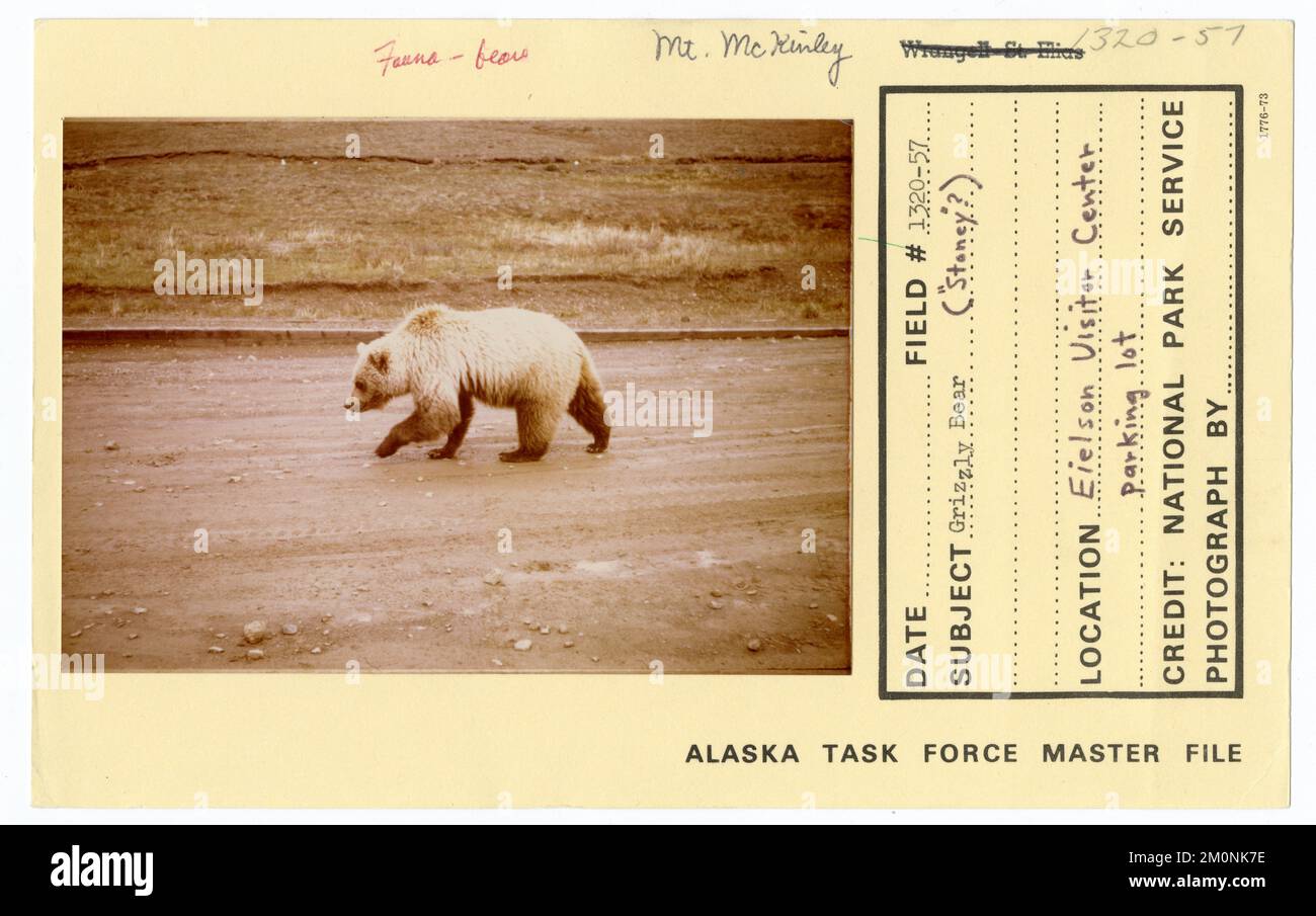 Grizzly Bear ("Stoney"?). Alaska Task Force Photographs Stock Photo - Alamy
