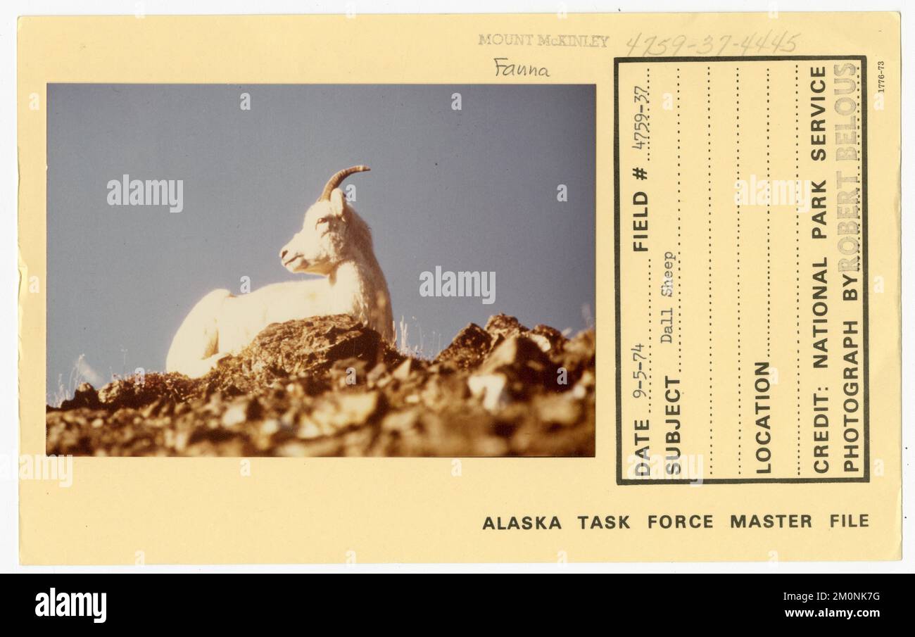 Dall sheep. Alaska Task Force Photographs Stock Photo - Alamy