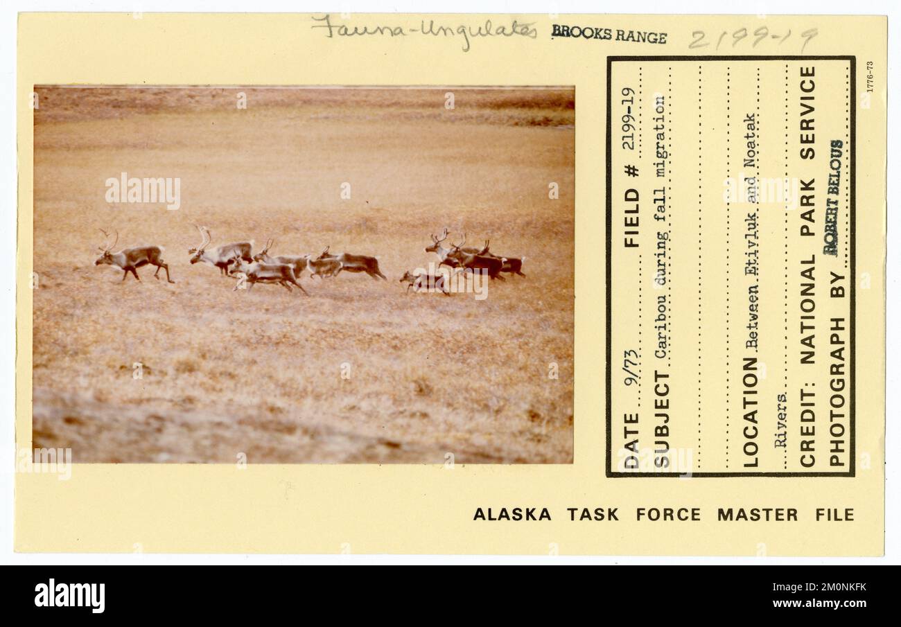 Caribou during fall migration. Alaska Task Force Photographs Stock ...