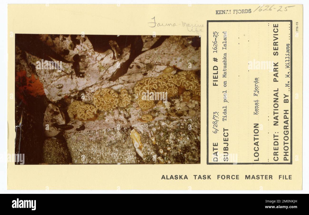 Tidal pool on Matushka Island. Alaska Task Force Photographs Stock ...
