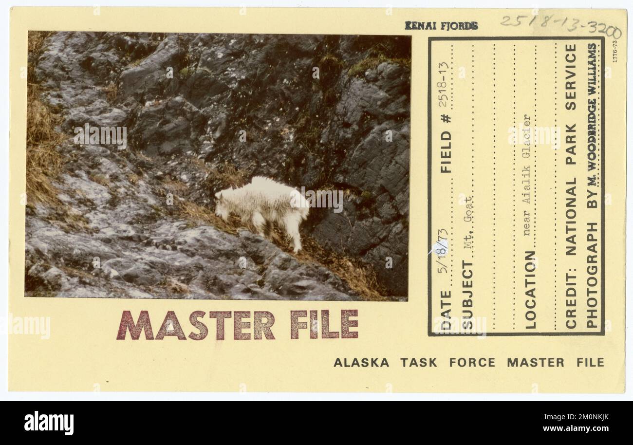Mountain goat. Alaska Task Force Photographs Stock Photo - Alamy