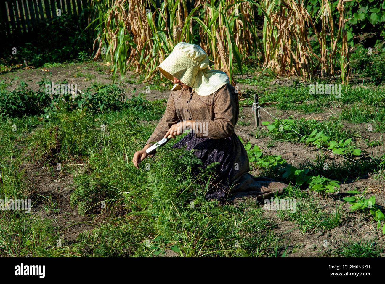 Amish Woman gardening by Hand Stock Photo - Alamy