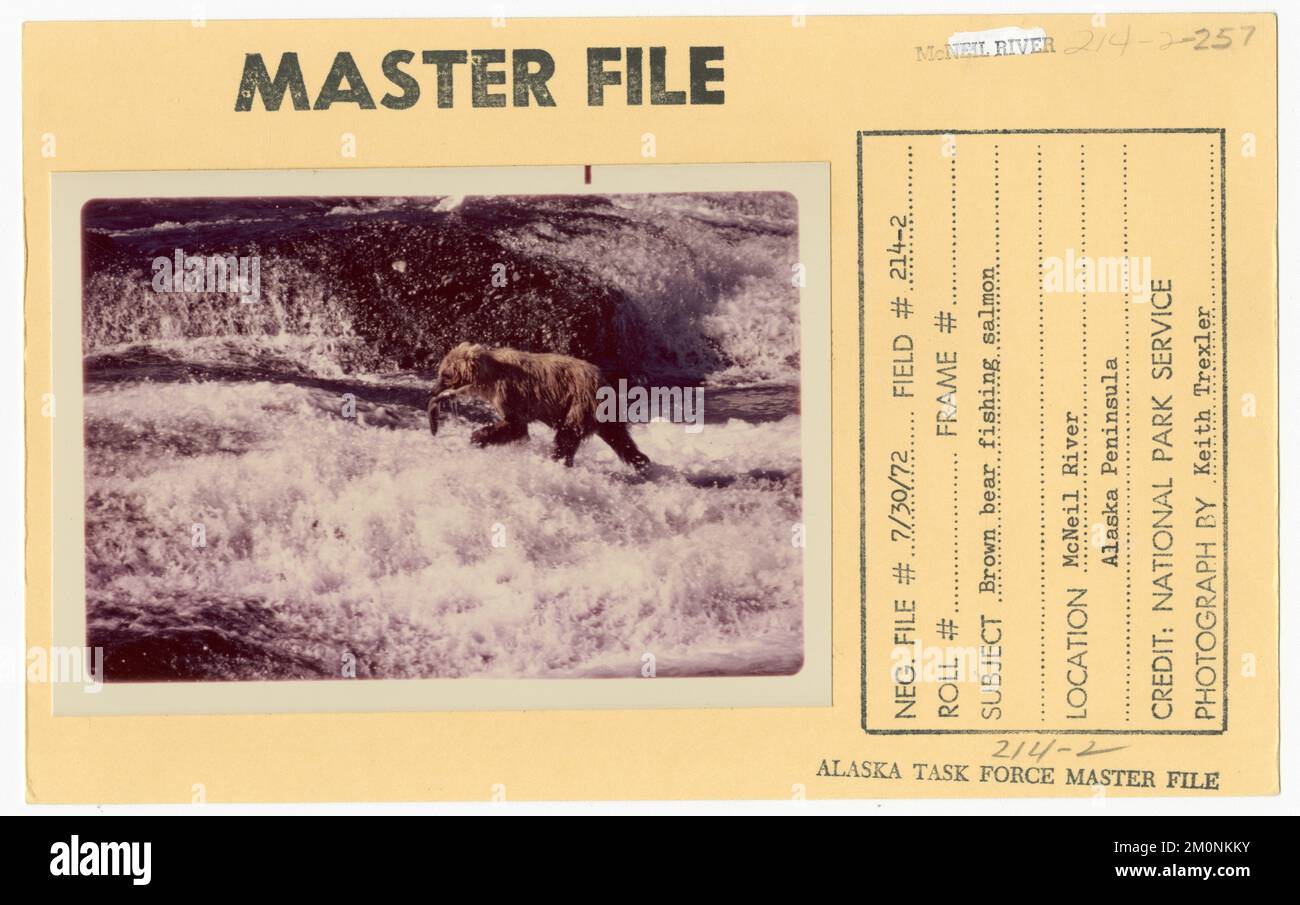 Brown bear fishing salmon. Alaska Task Force Photographs Stock Photo ...