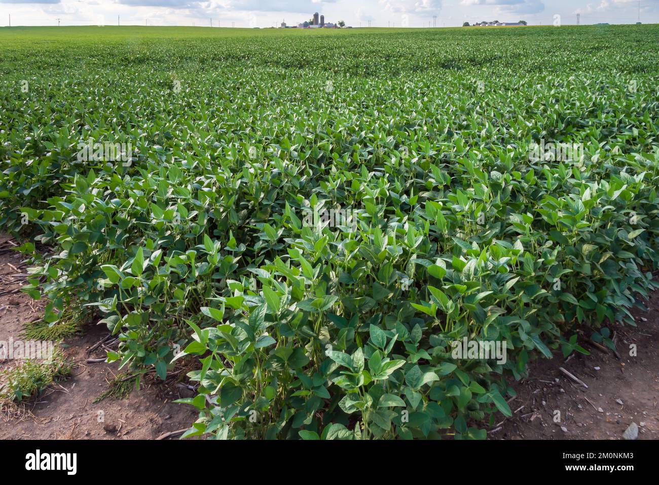 A summer soybean field and distant farm buildings Stock Photo - Alamy