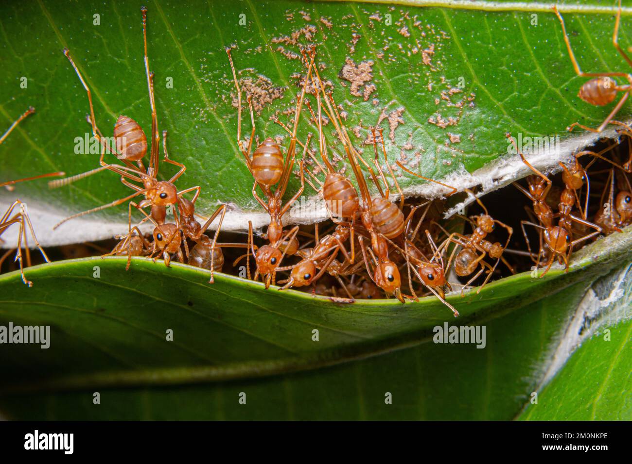 A closeup shot of red ants on a green leaf Stock Photo - Alamy