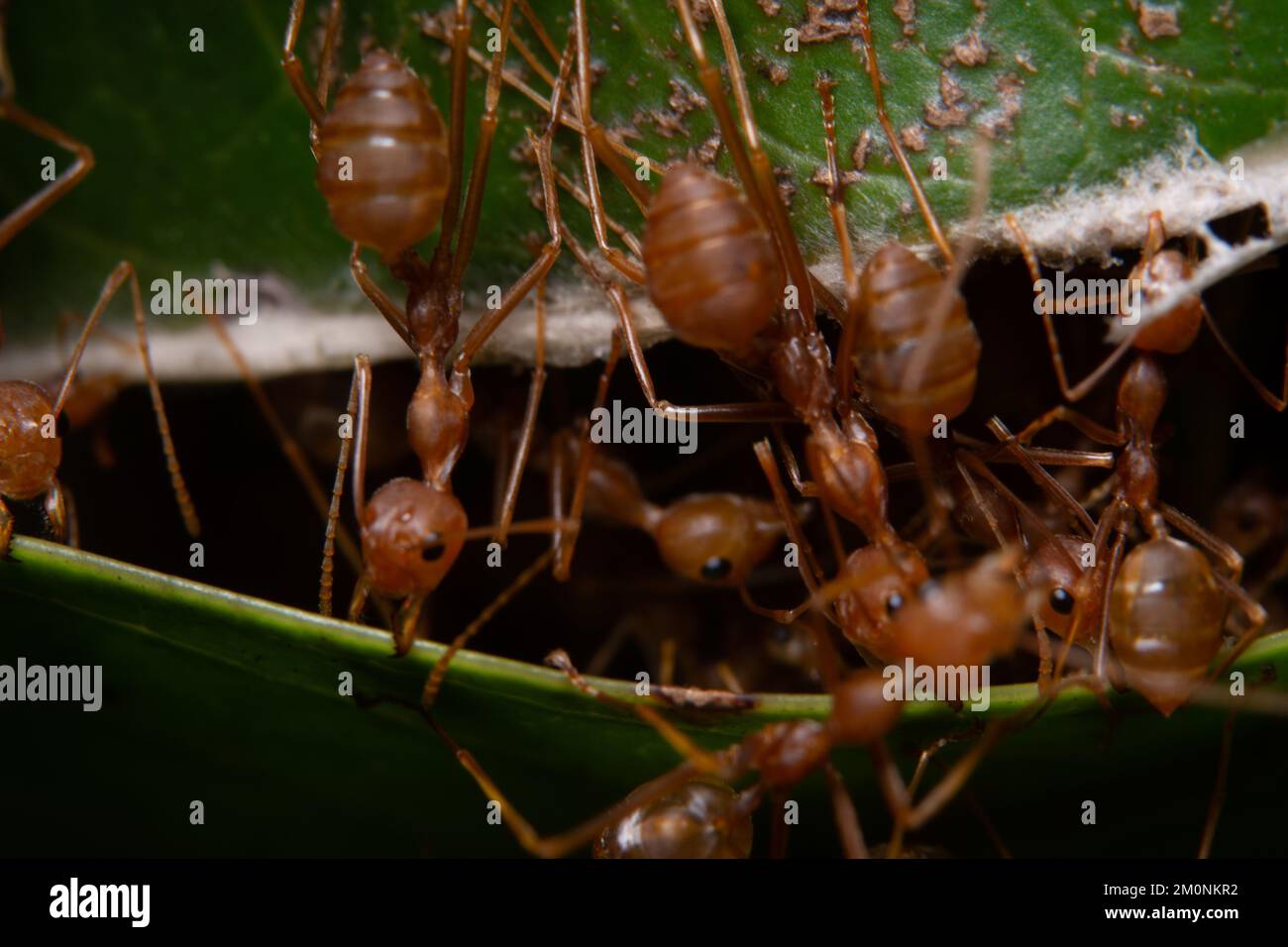 A closeup shot of red ants on a green leaf Stock Photo - Alamy