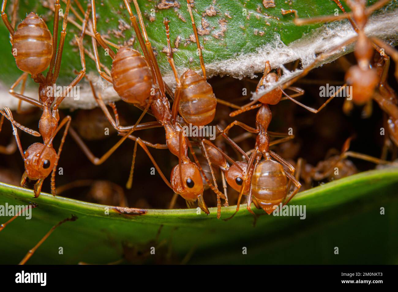 A closeup shot of red ants on a green leaf Stock Photo - Alamy