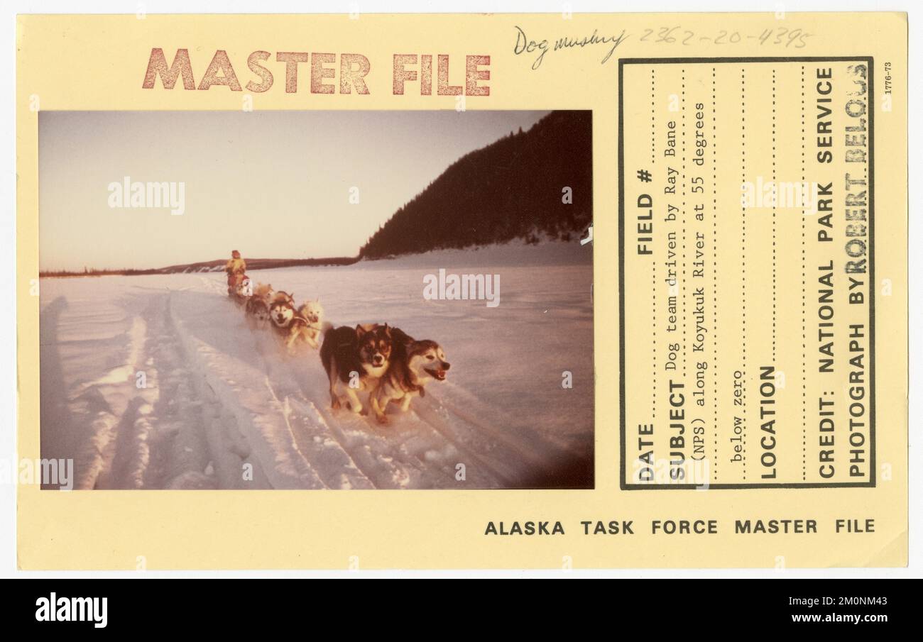 Dog team driven by Ray Bane (NPS) along Koyukuk River at 55 degrees ...