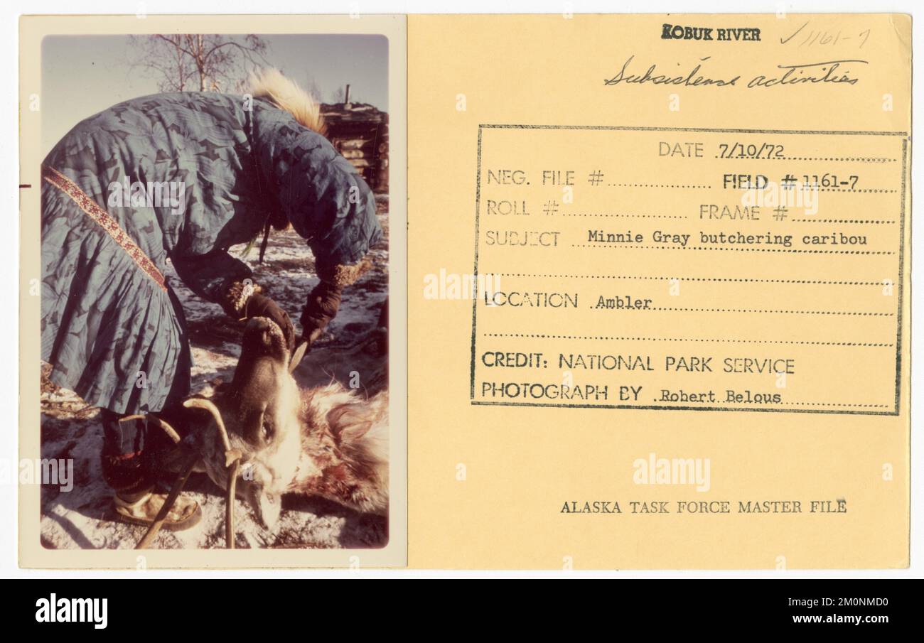 Minnie Gray butchering caribou. Alaska Task Force Photographs Stock ...