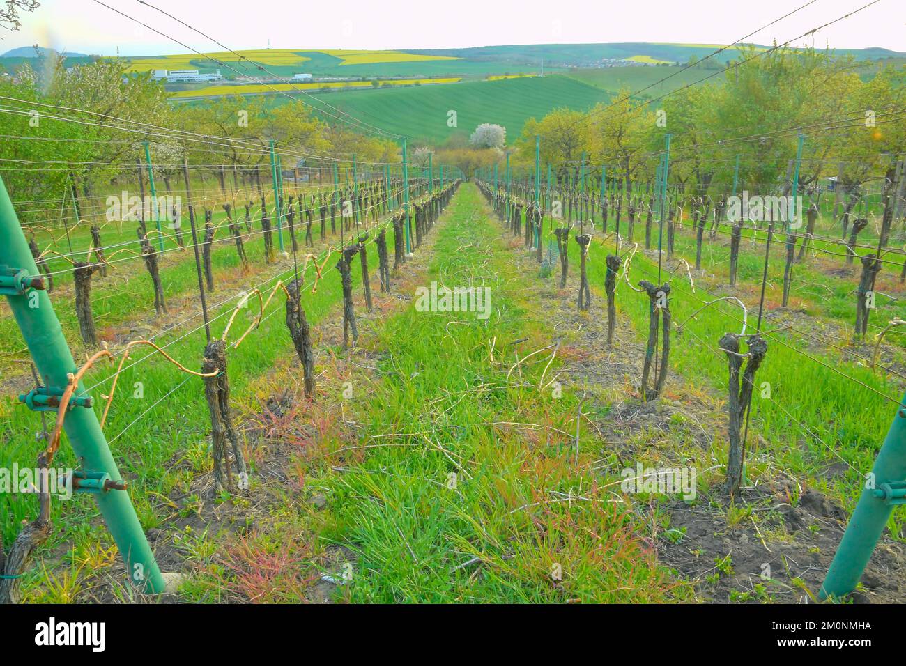Traditional garden pruning tool hi-res stock photography and images - Alamy