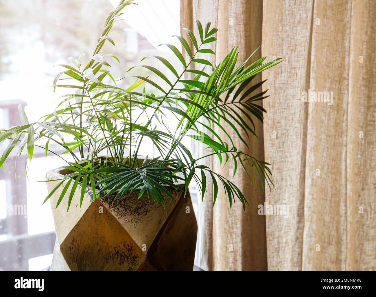 Chamaedorea elegans, the neanthe bella palm or parlour palm, is a ...