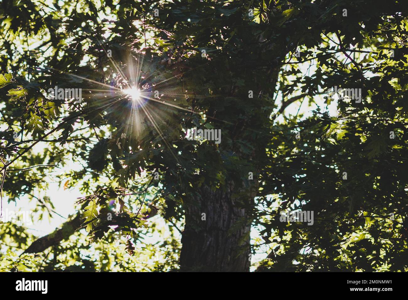 A beautiful shot of the sunlight peeking through tree leaves Stock ...