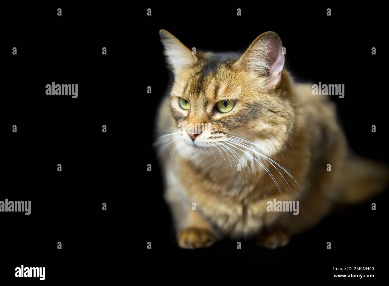 Long hair black cat hi-res stock photography and images - Alamy