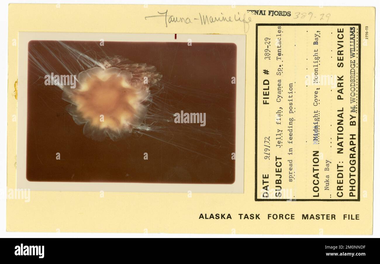 Jellyfish, Cyanea sp. Tentacles spread in feeding position. Alaska Task ...