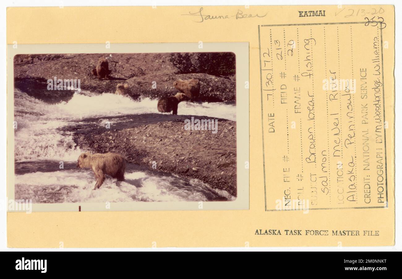 Brown bear fishing salmon. Alaska Task Force Photographs Stock Photo ...