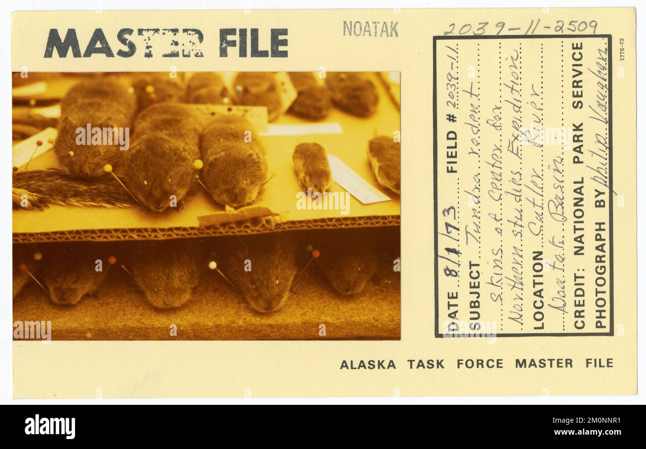 Tundra rodent skins of Center for Northern Studies expedition. Alaska ...