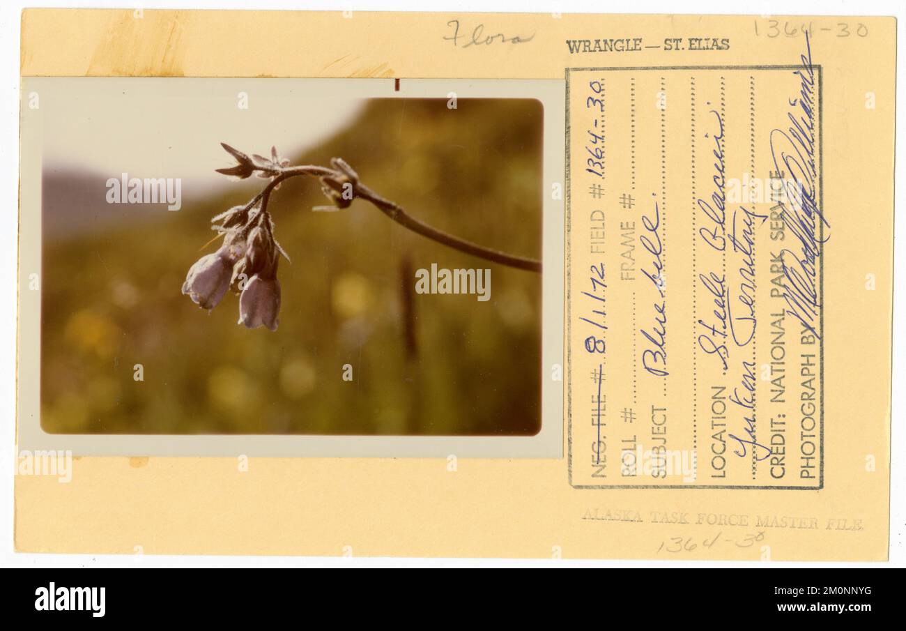 Bluebell. Alaska Task Force Photographs Stock Photo - Alamy