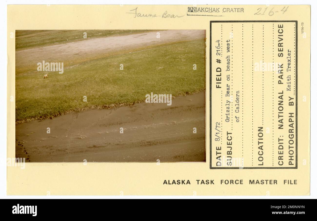 Grizzly bear on beach west of Caldera. Alaska Task Force Photographs ...