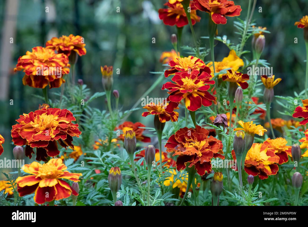 Marigold garden hi-res stock photography and images - Alamy
