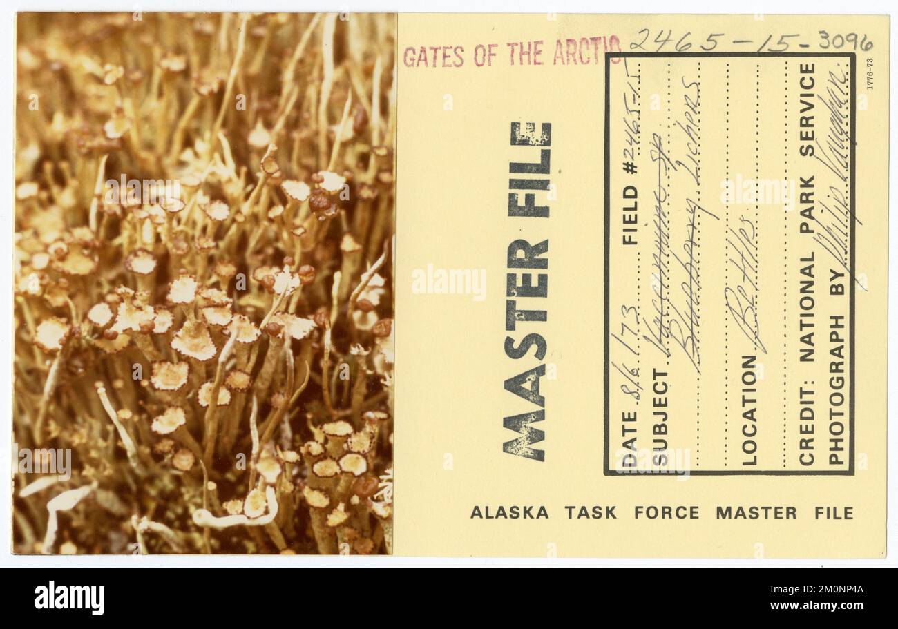 Lichens. Alaska Task Force Photographs Stock Photo - Alamy