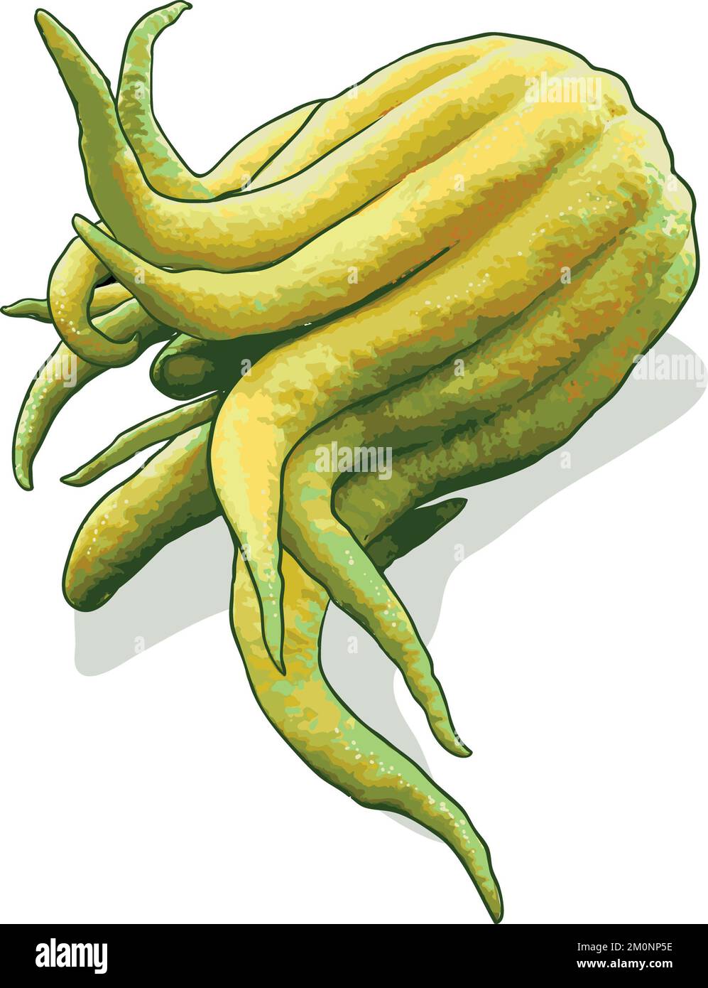 Citrus medica sarcodactylis, the fingered citron, called Buddha's hand ...