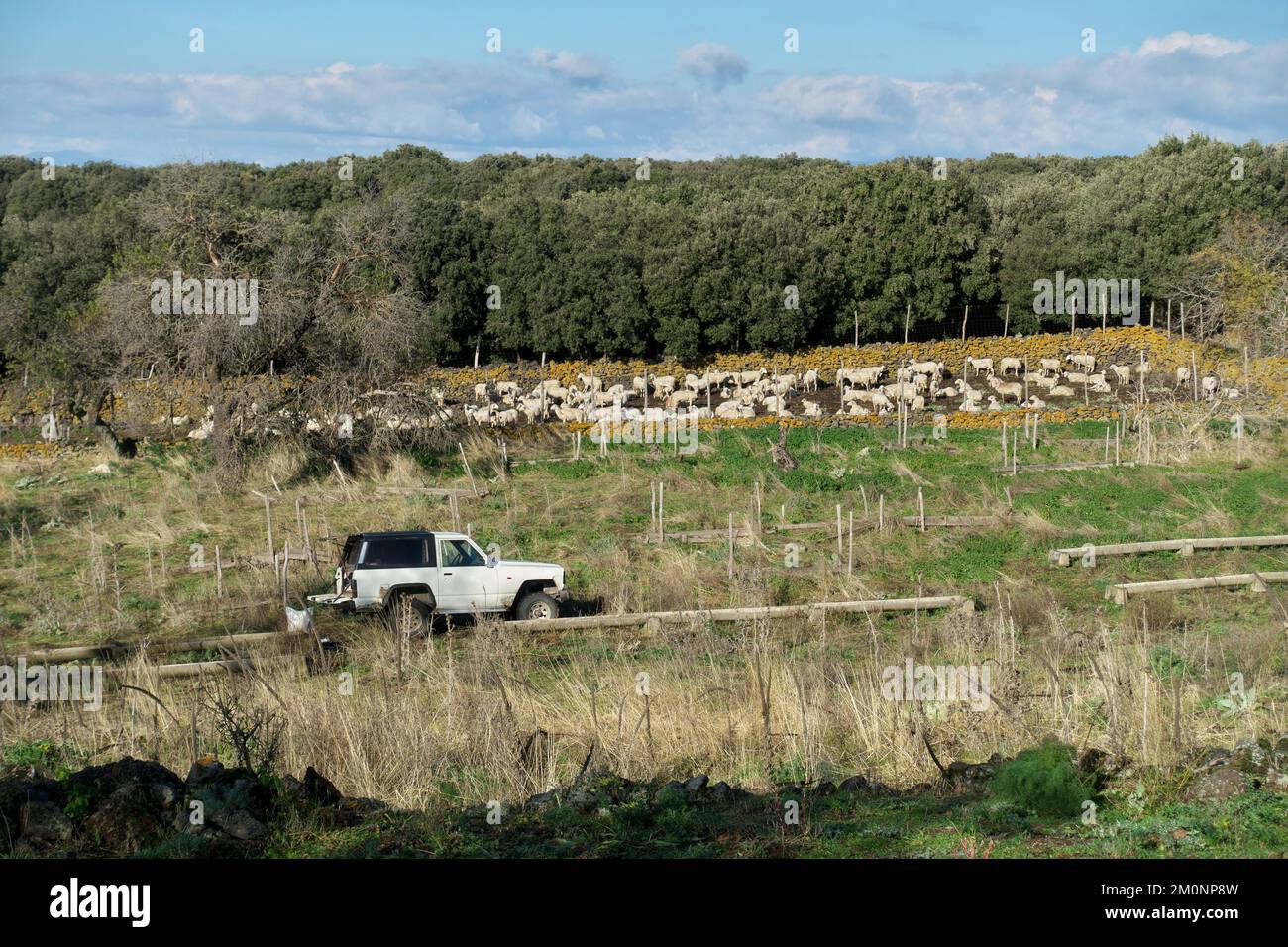 sheepfold in mountain of Sicily, Etna Park, Italy Stock Photo - Alamy