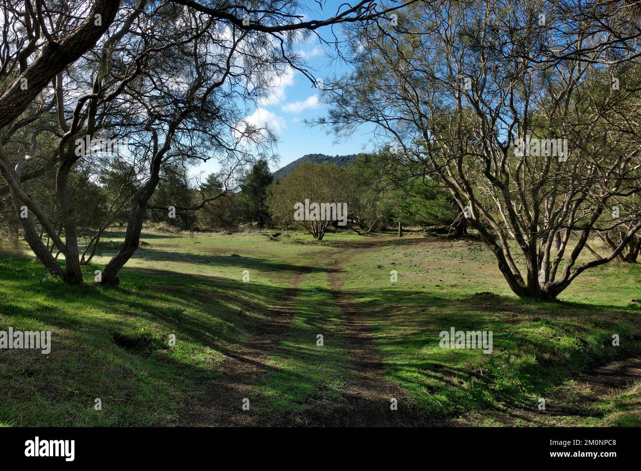 woodland path through the typical trees Mount Etna broom in Sicily ...